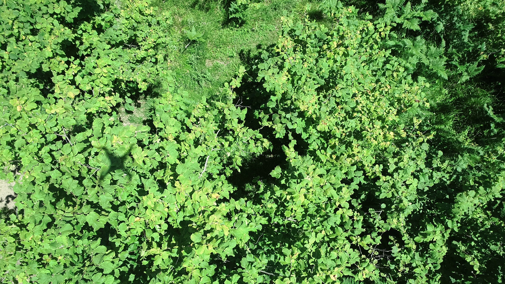 Findik Yaprak Object Detection Dataset By Marmara