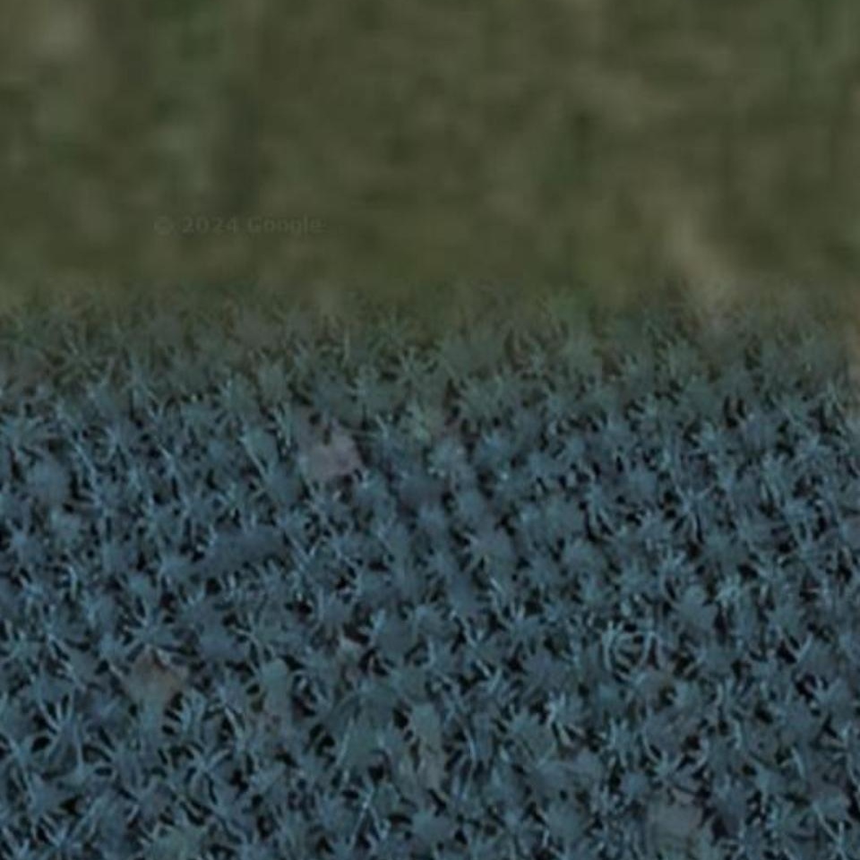 palm-new Object Detection Dataset by EiProjects