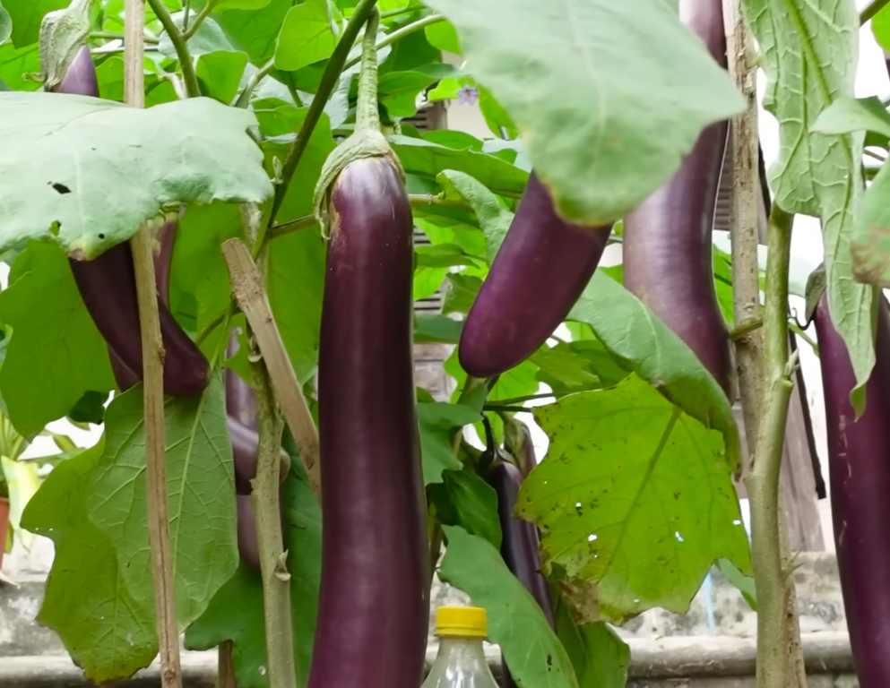 talong 2 Object Detection Dataset by Keith