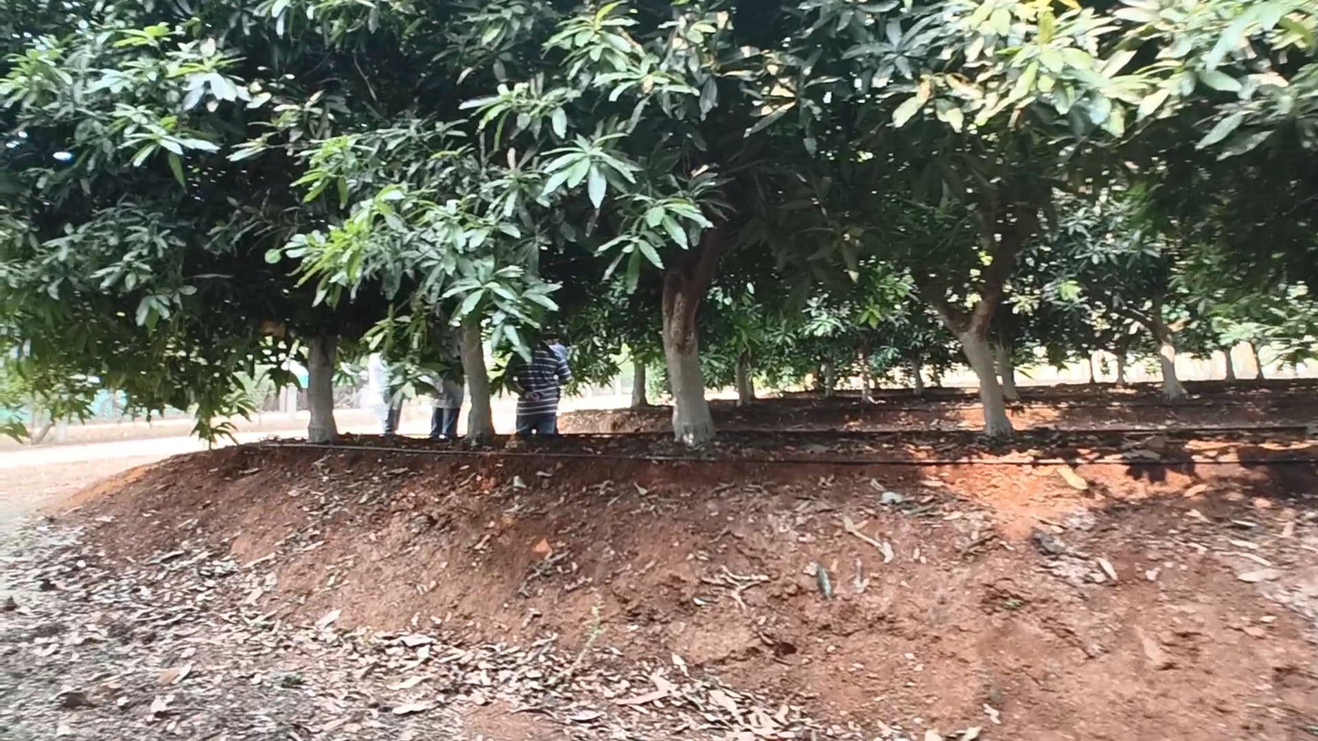 mango segmentation - Roboflow Universe