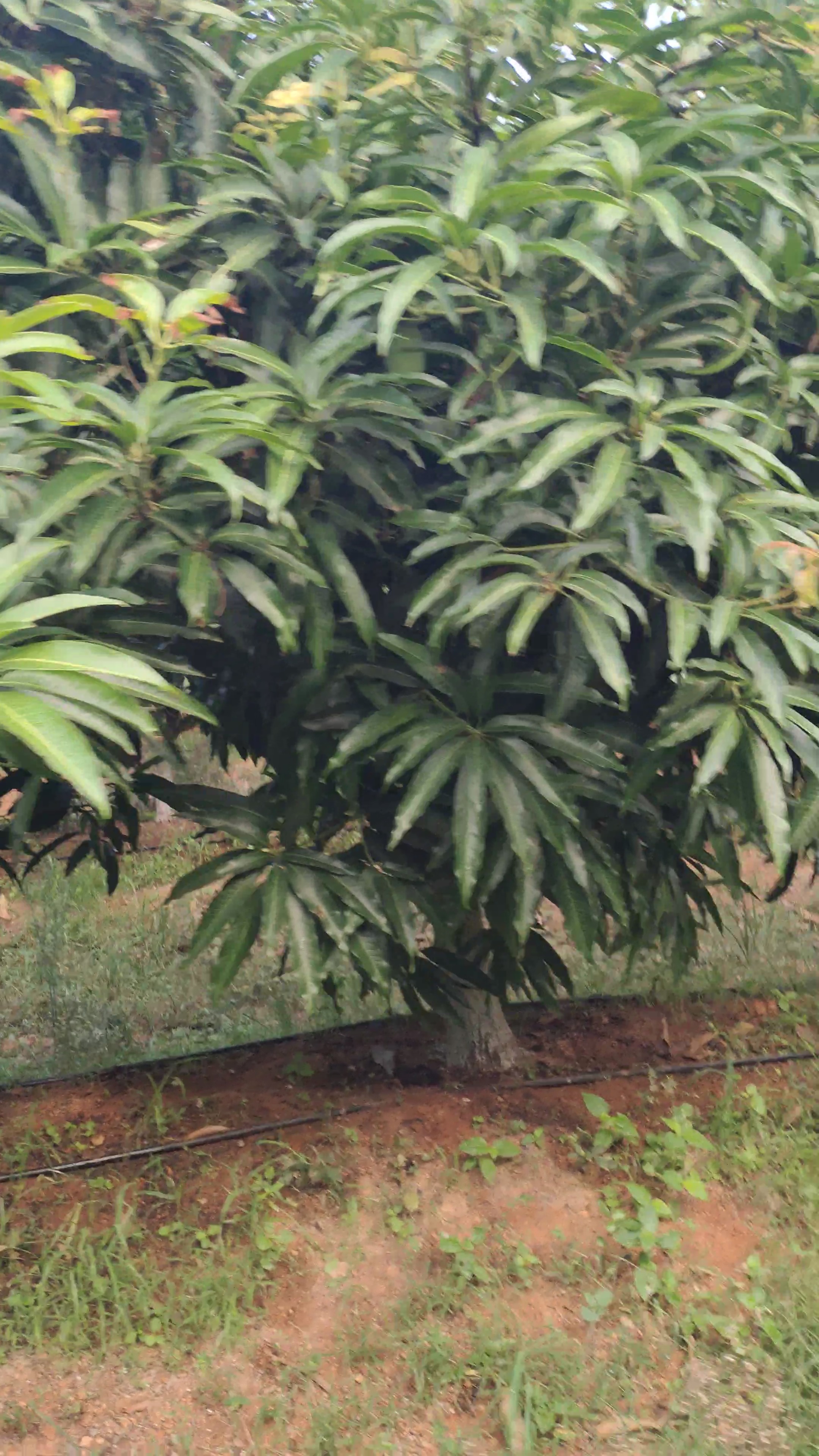 kesari_13may_cnLine_morning Object Detection Dataset by mango segmentation