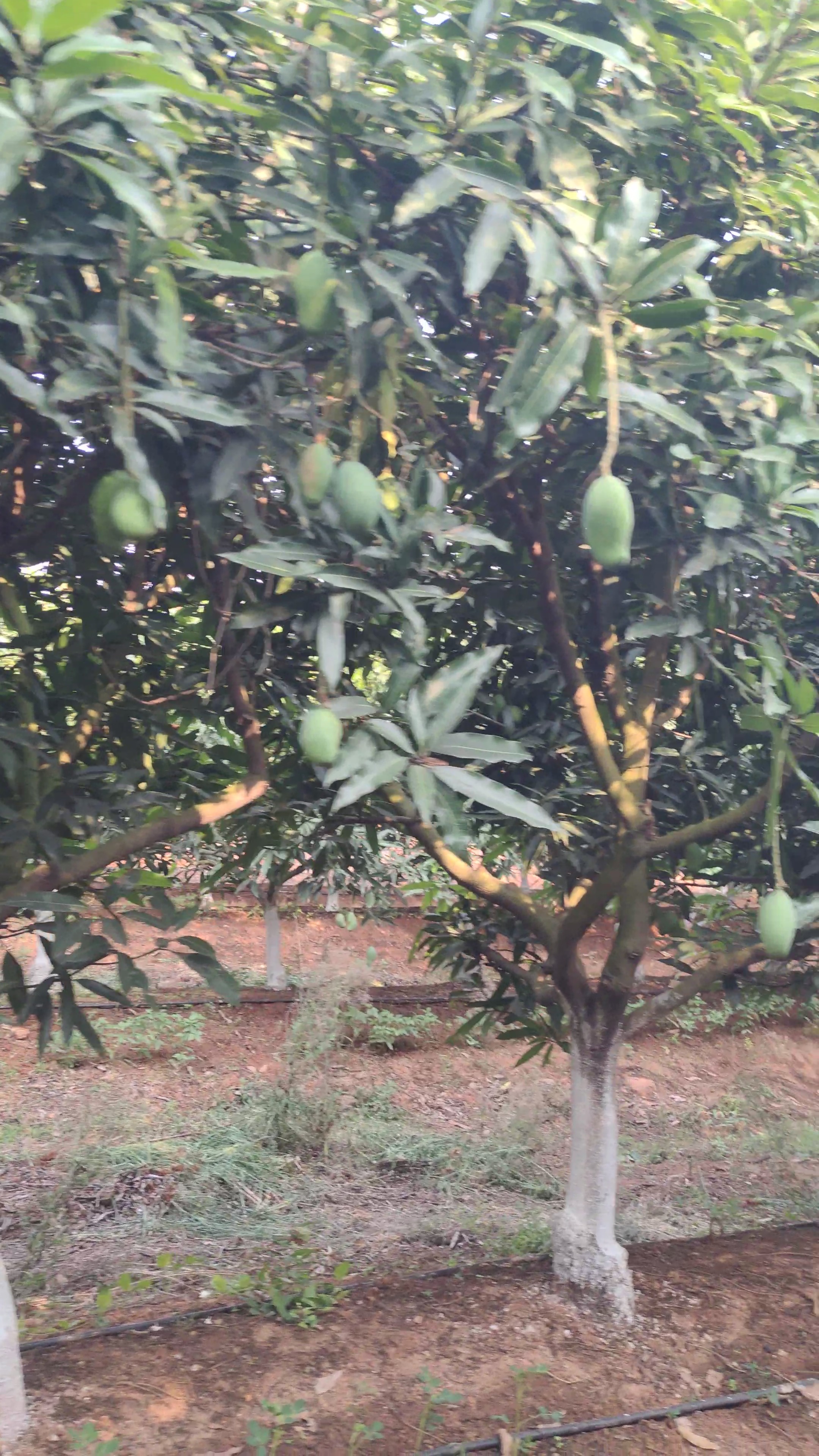 himayath Object Detection Dataset by mango segmentation