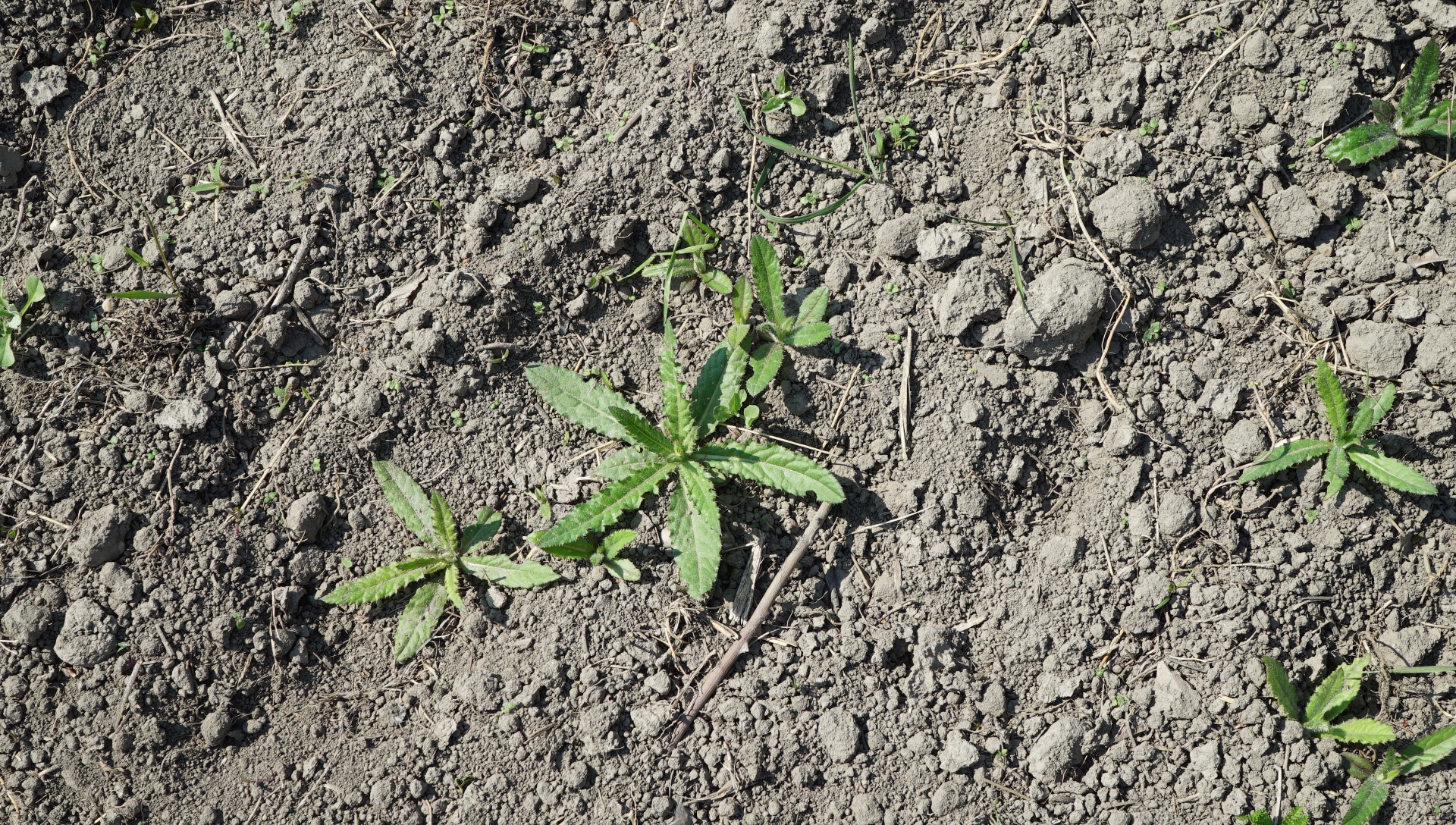 Weed Instance Segmentation Instance Segmentation Dataset And Pre