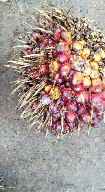 Oil Palm Object Detection Dataset By Oil Palm Segmentation