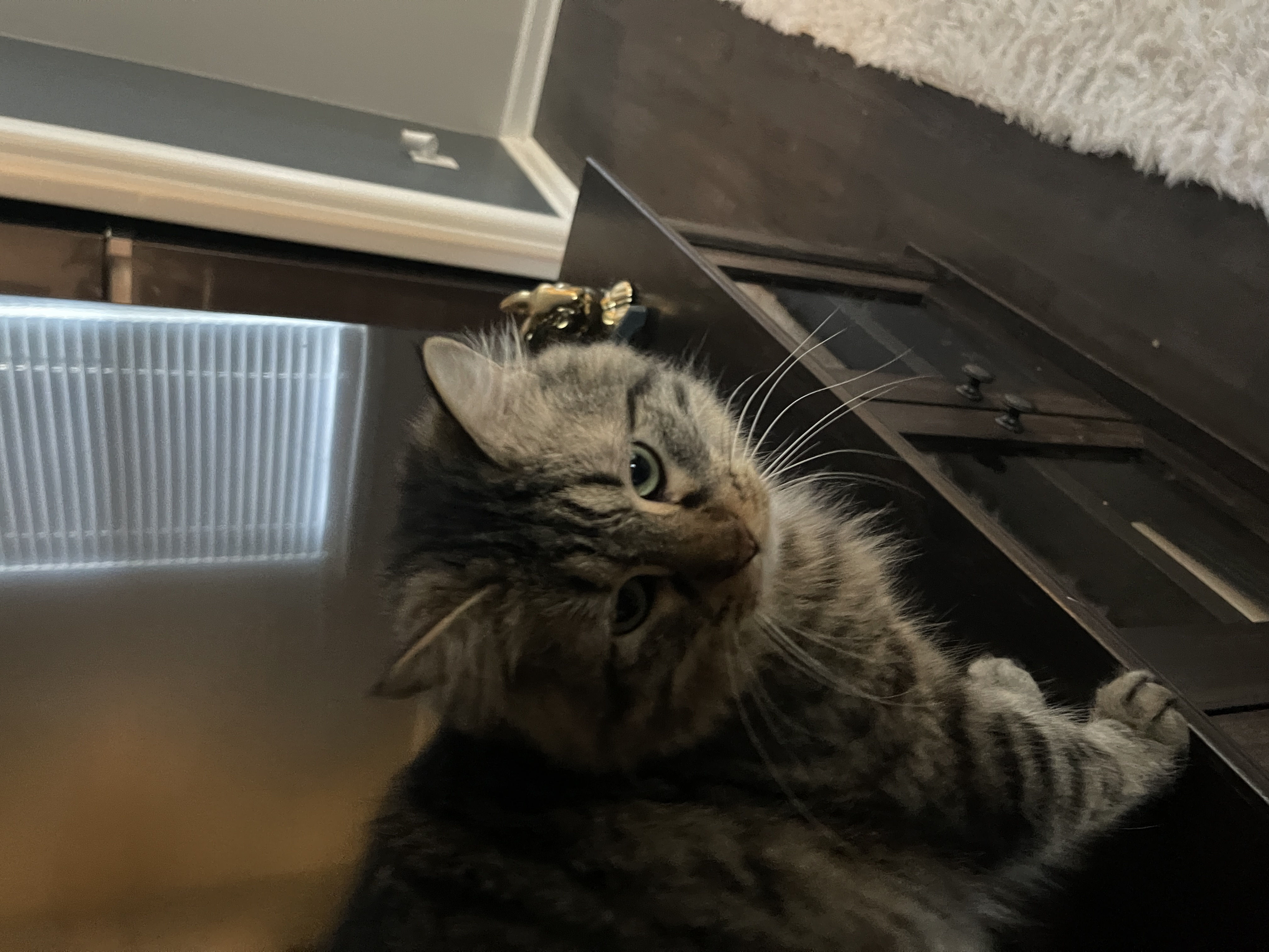 Which Of My Cats Object Detection Dataset And Pre Trained Model By