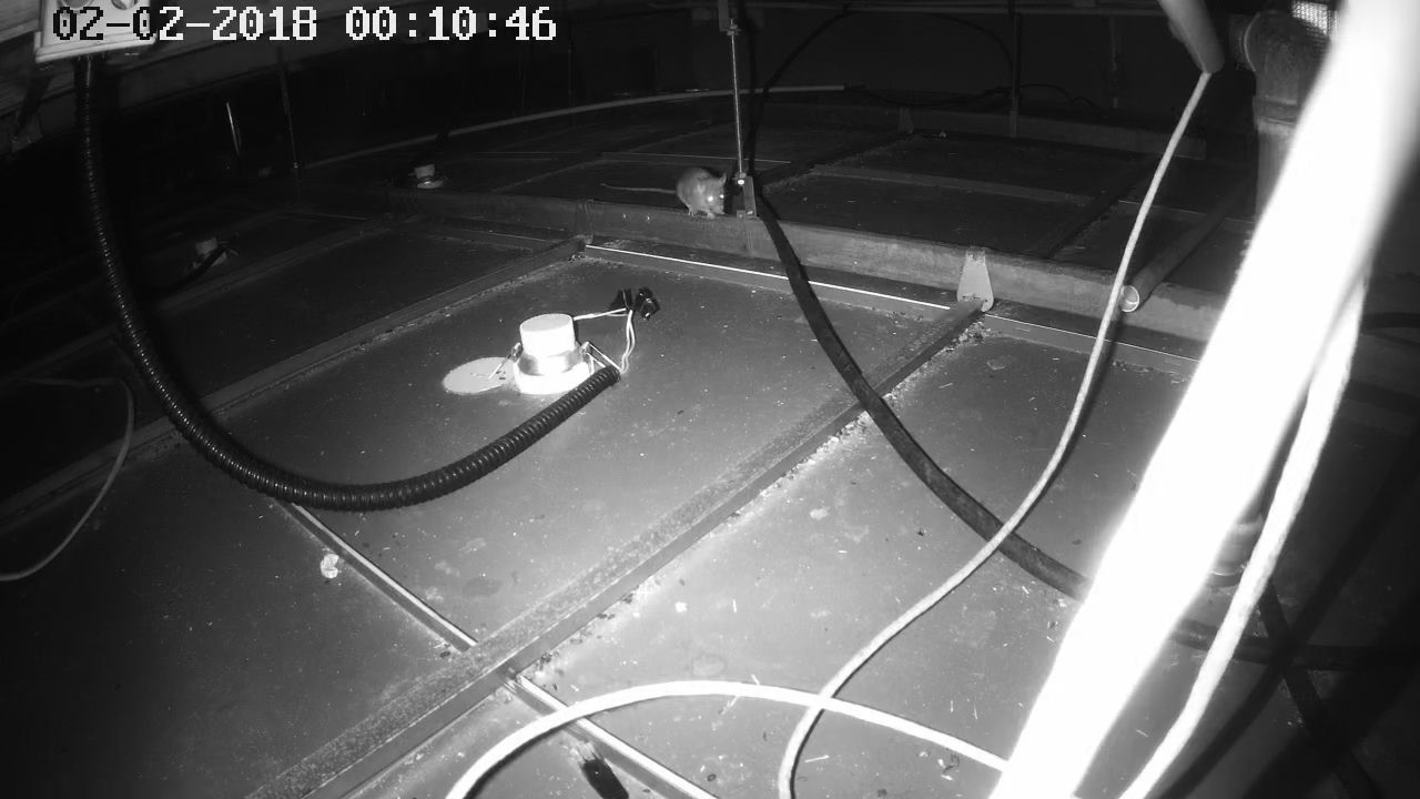 mouse Object Detection Dataset by zty