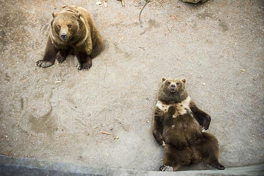 ANIMAL CLAASIFICATION Classification Model (v2, 2024-03-17 7:47pm) by Meet