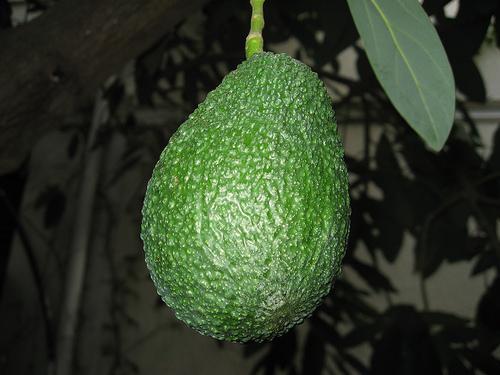 Ultimate Avocado Object Detection Dataset and Pre-Trained Model by Avocado Workspace