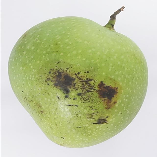 Mango Object Detection Dataset And Pre Trained Model By Mango