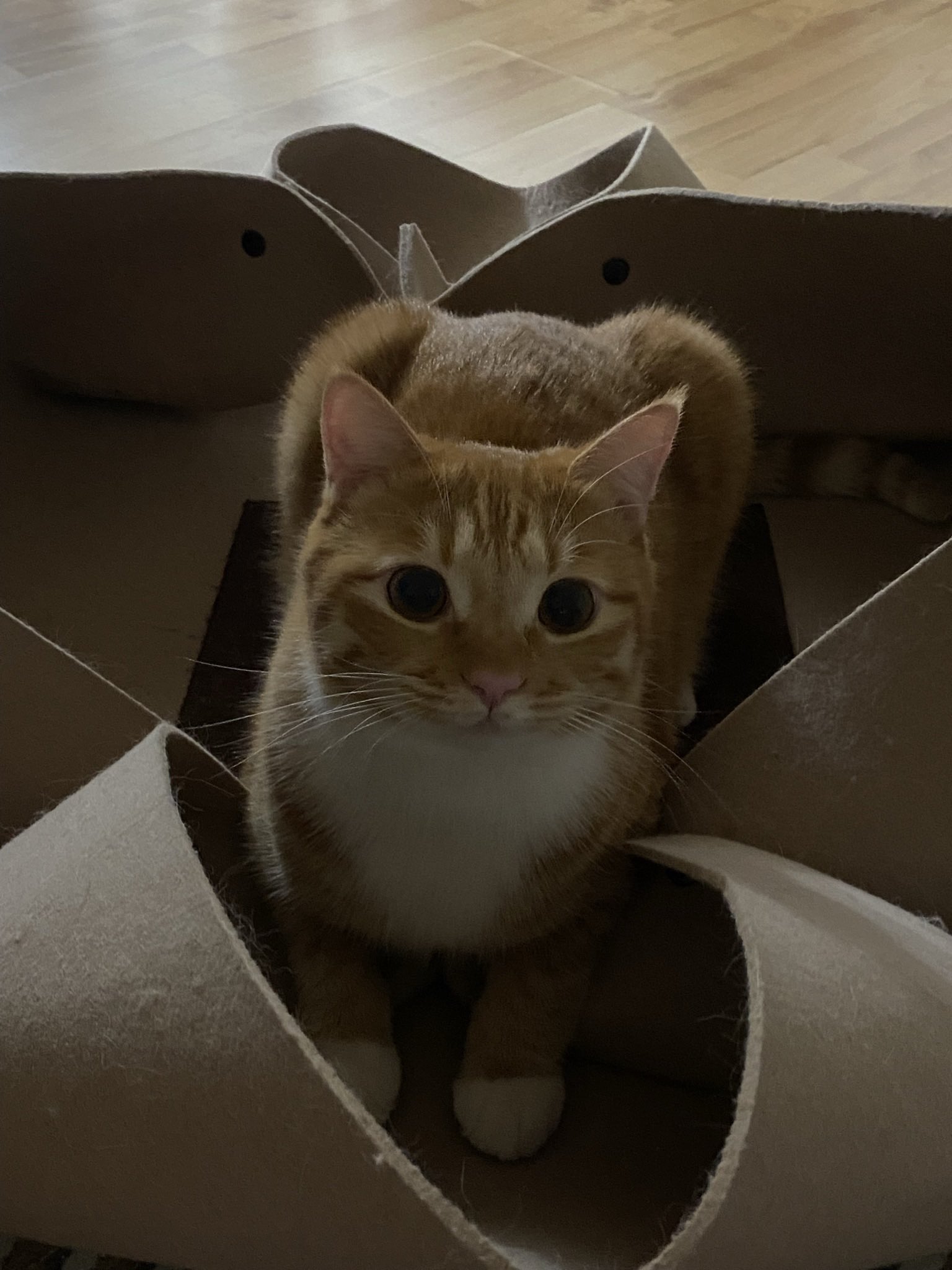 Cute Cat Object Detection Dataset by Uhaha