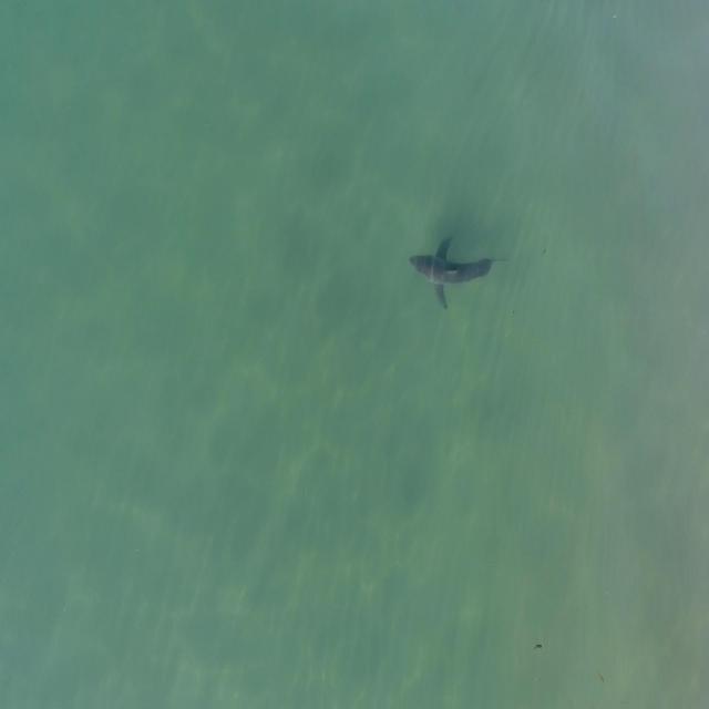 ocean Object Detection Dataset by Karl Haenschke