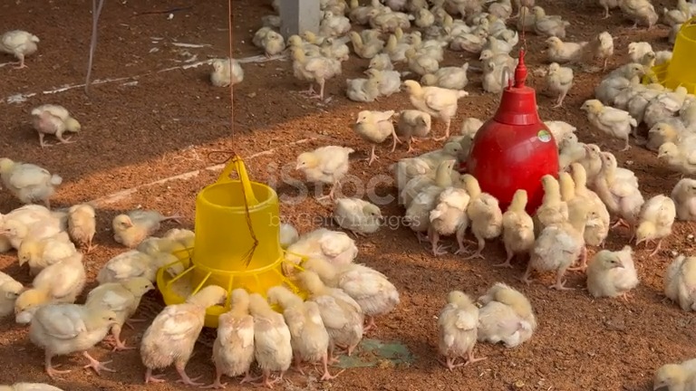 Poultry Object Detection Dataset by Chicken