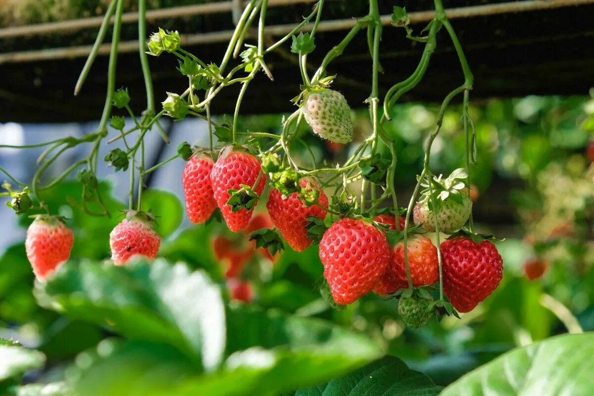 Strawberries Object Detection Dataset by fruits