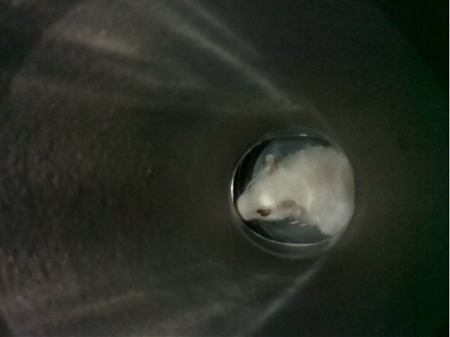 Rat Detection Object Detection Dataset By Hazeacer