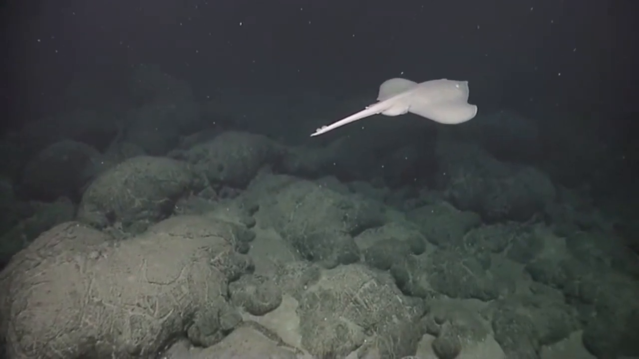 Underwater Misc Roboflow Universe