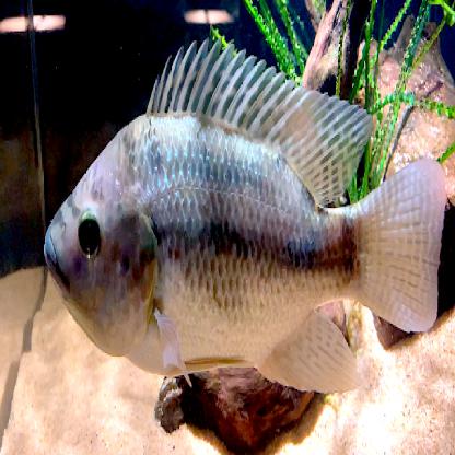 class (class-dgpng) - Roboflow Universe