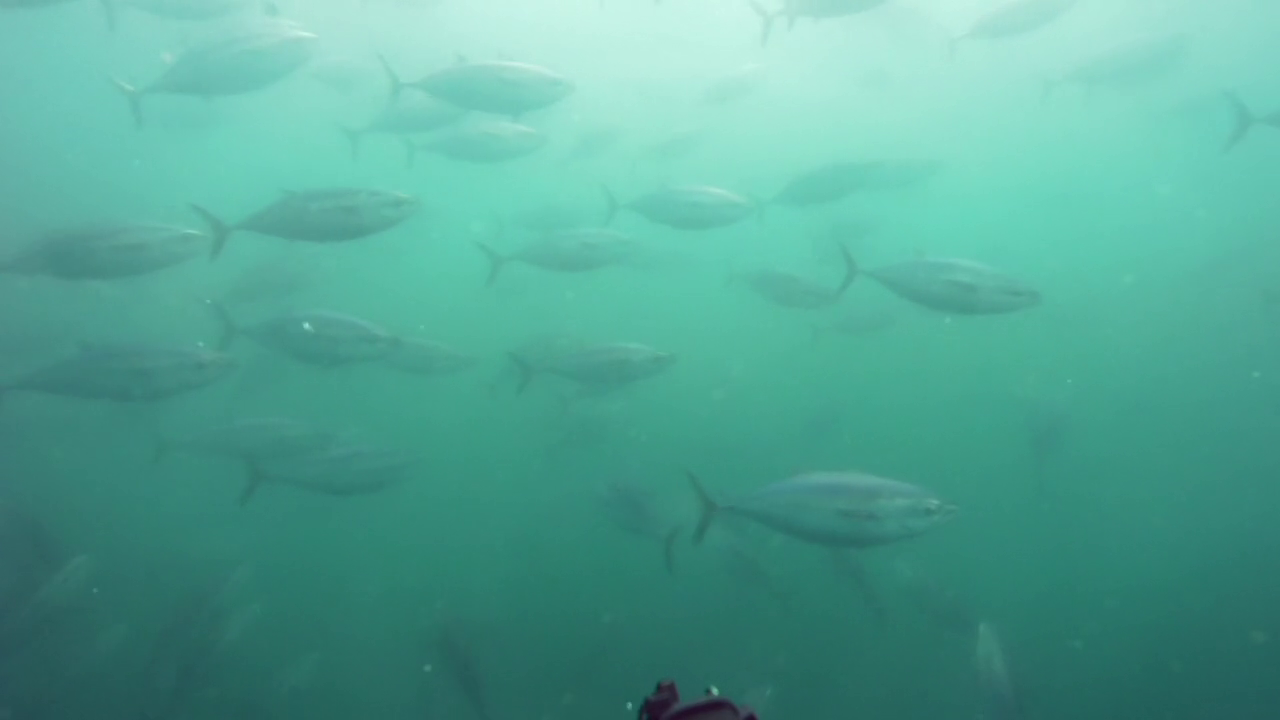 Fish Detection YOLO Object Detection Dataset by TechTrade Co