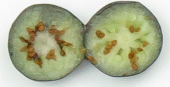 blueberry segmentation Instance Segmentation Dataset by strawberry