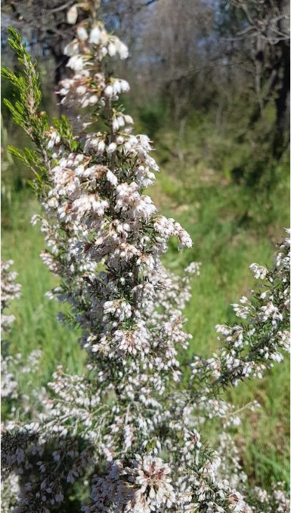 Plants Detection Object Detection Dataset By Muhammed Berk Dİncer