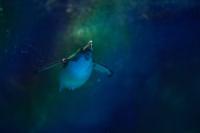 marine detection - Roboflow Universe