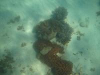 marine detection - Roboflow Universe