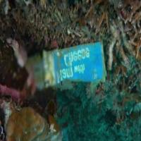 marine detection - Roboflow Universe