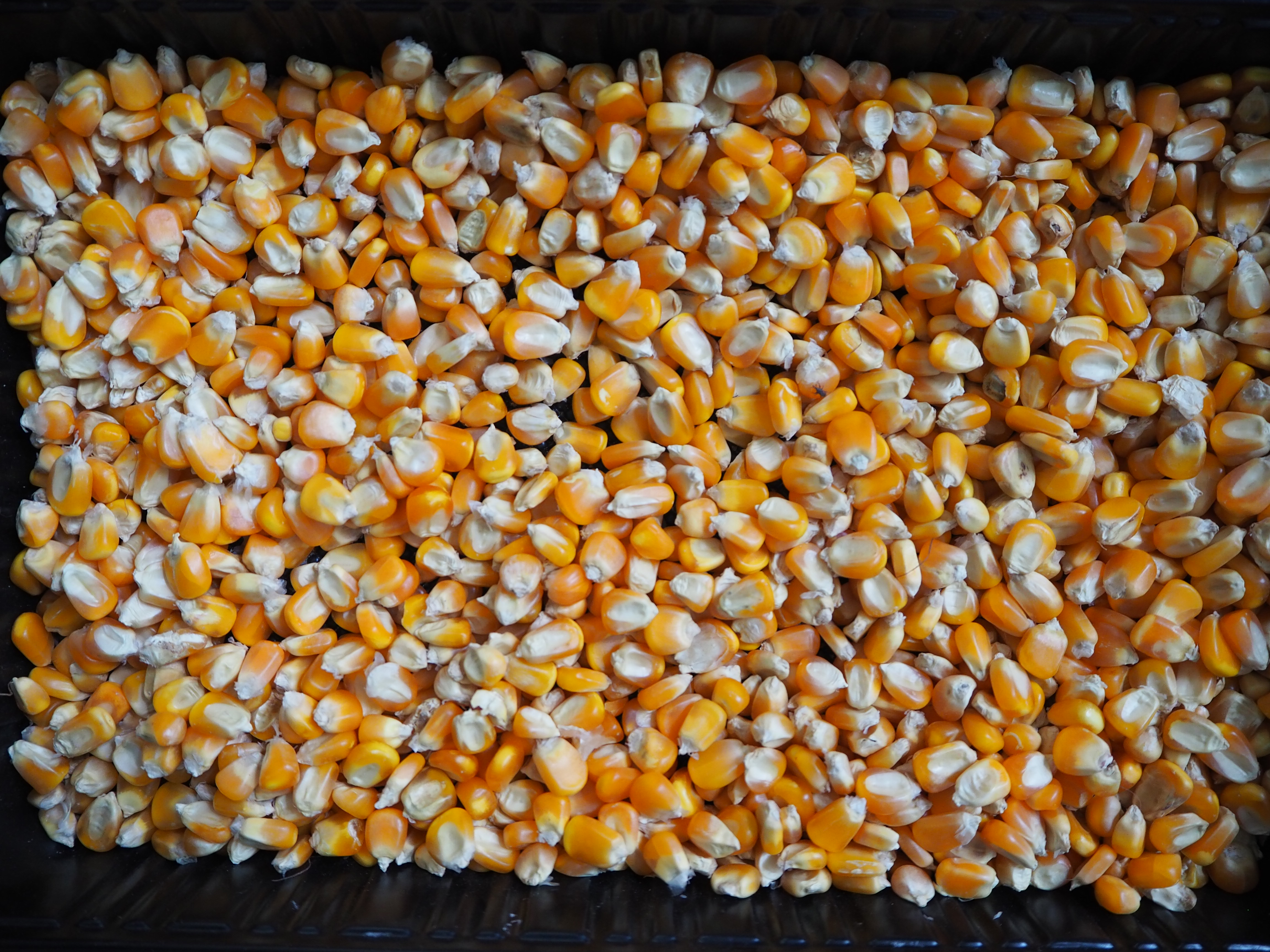 corn sand Object Detection Dataset by KU