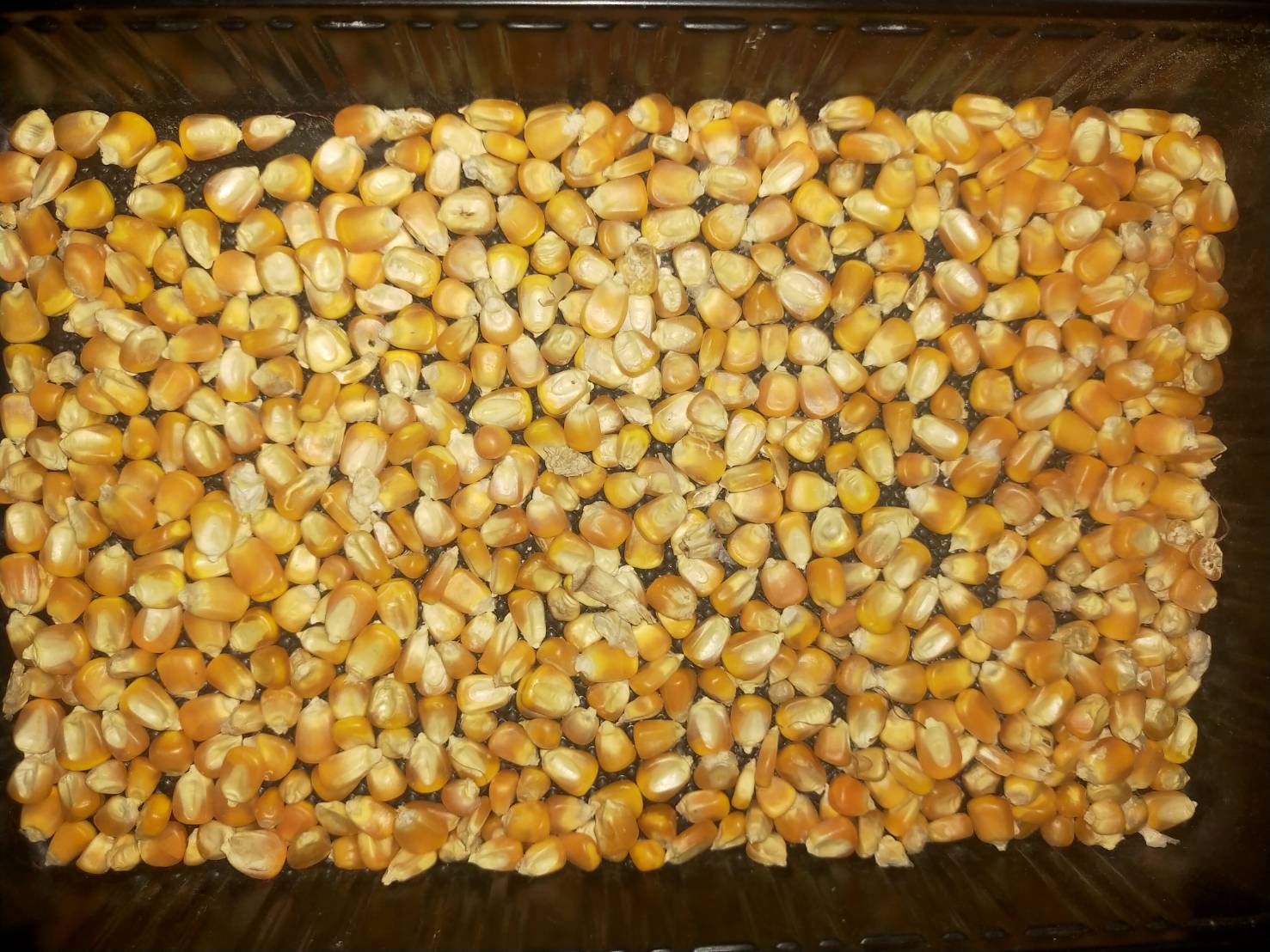 cob Object Detection Dataset by KU