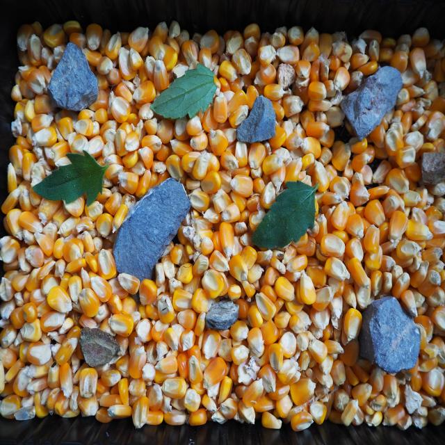 corn Object Detection Dataset by KU