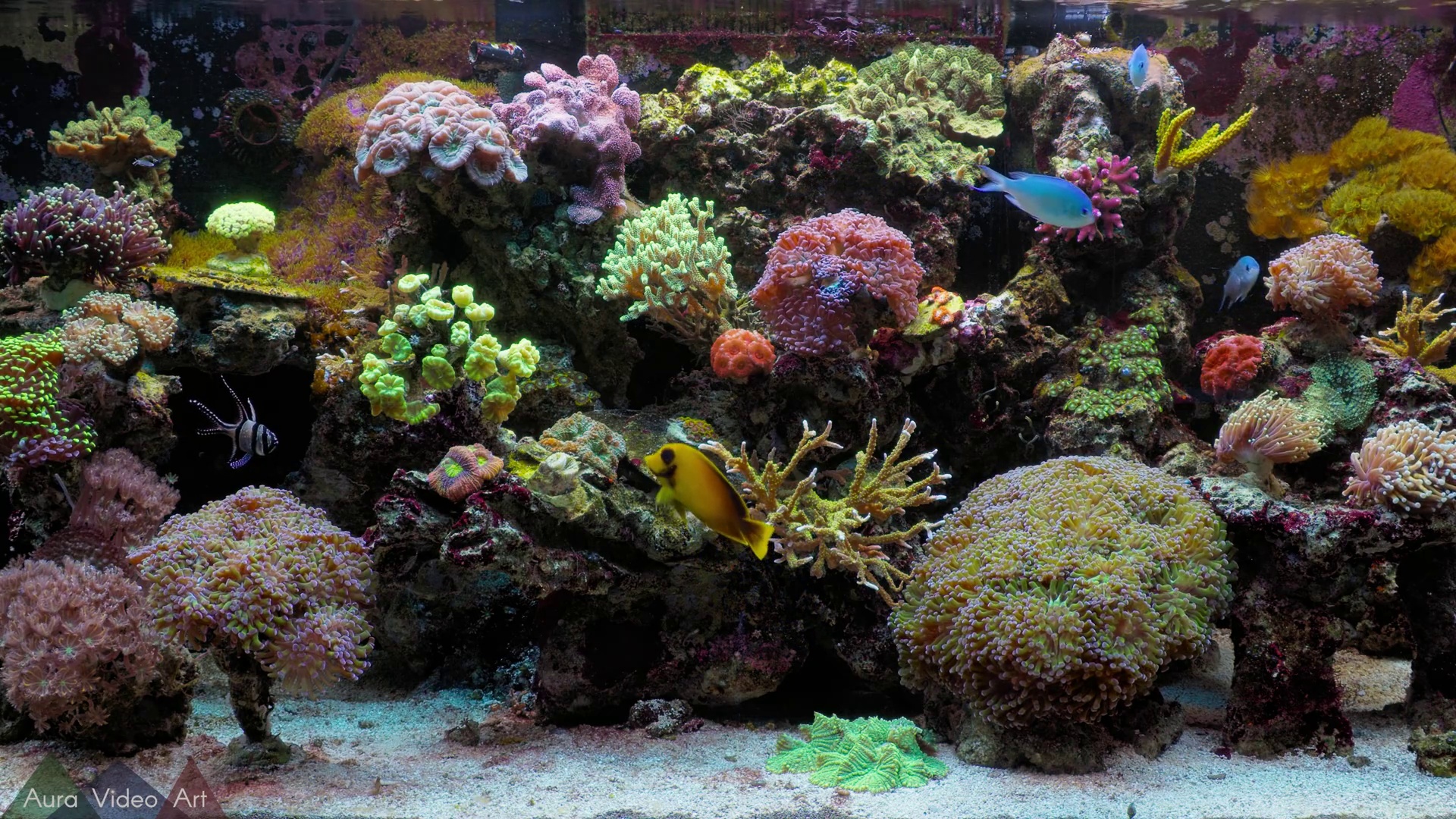 Fish Detection Object Detection Model by Fish Tank