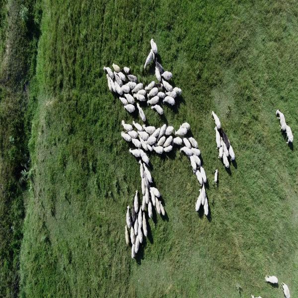 Deep Vision Based Object Detection For Digital Agriculture Cv Object