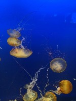 Underwater Object Detection Dataset (underwater-object-detection-dataset-rwk6c) - Roboflow Universe