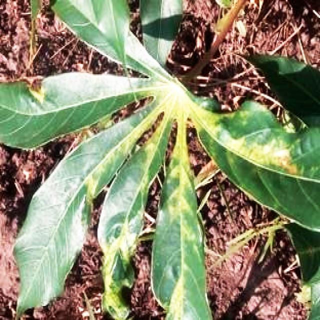 Cassava Disease Object Detection Dataset by My Object Detection Cassava Disease Object Detection Dataset by My Object Detection