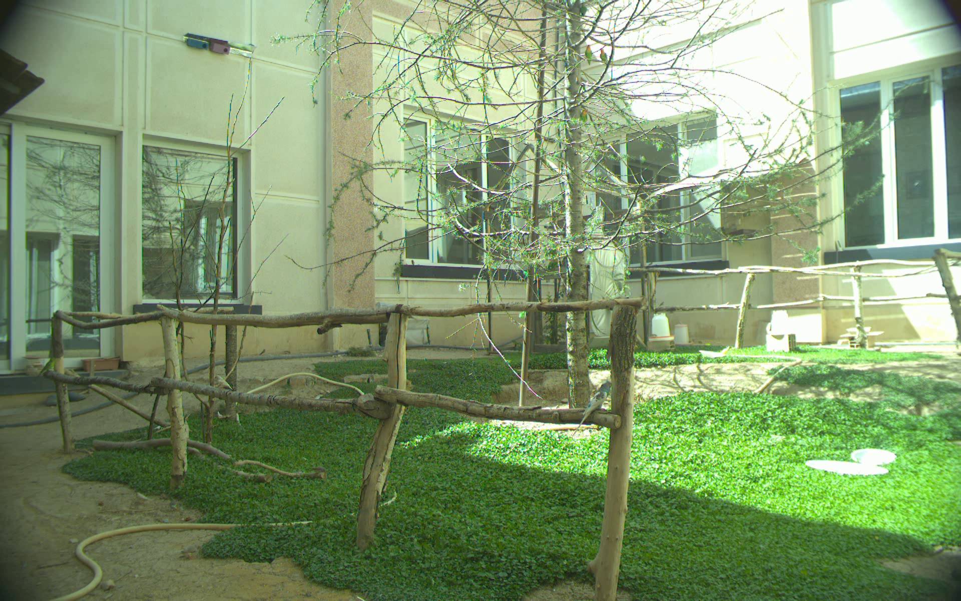 Third Bird Object Detection Dataset By Video Object Detection
