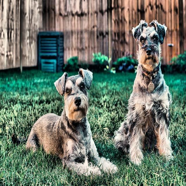 Dog Poses Object Detection Dataset by Matts Workspace