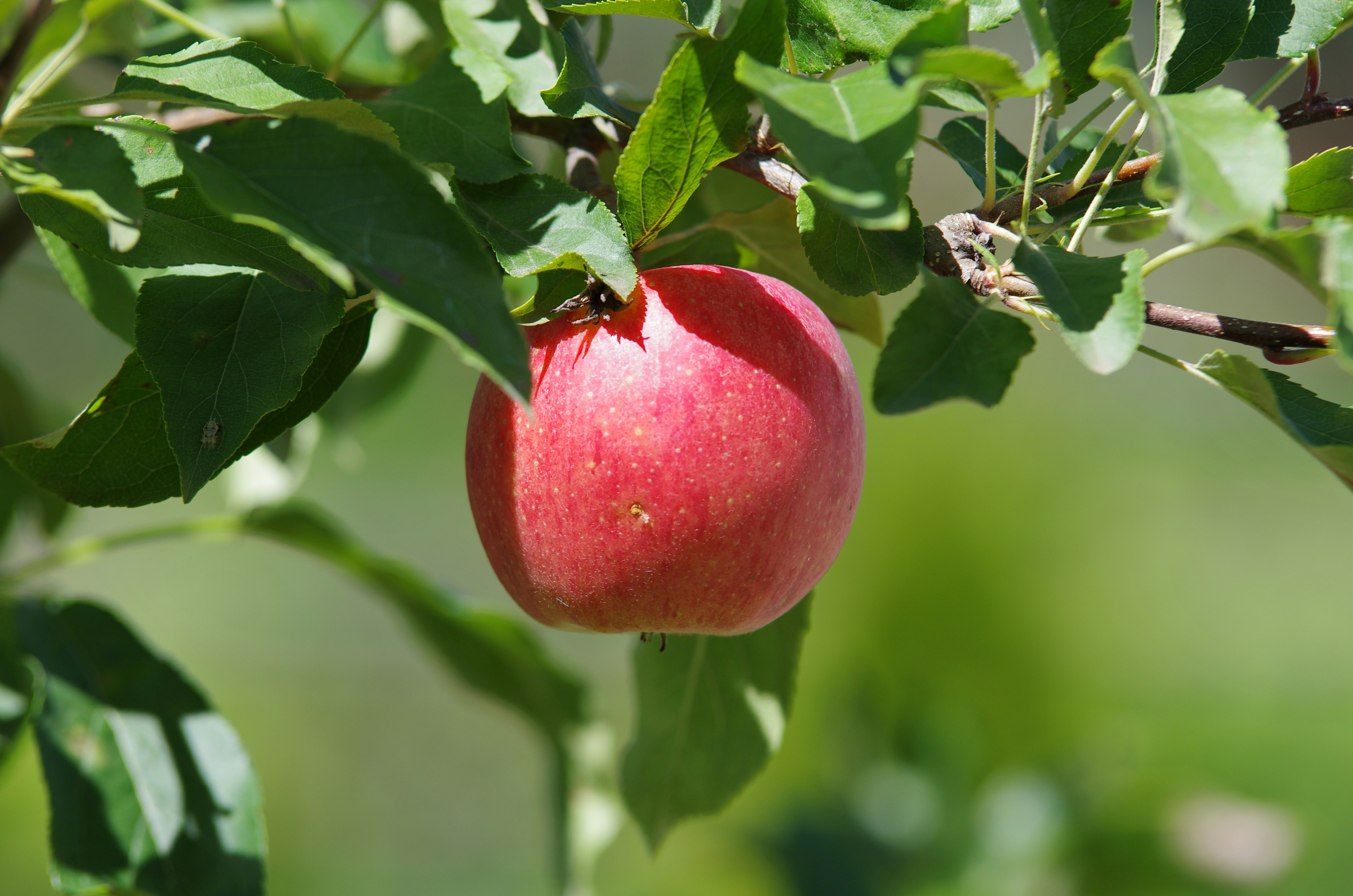 Justin Projek Object Detection Dataset and Pre-Trained Model by Farhan