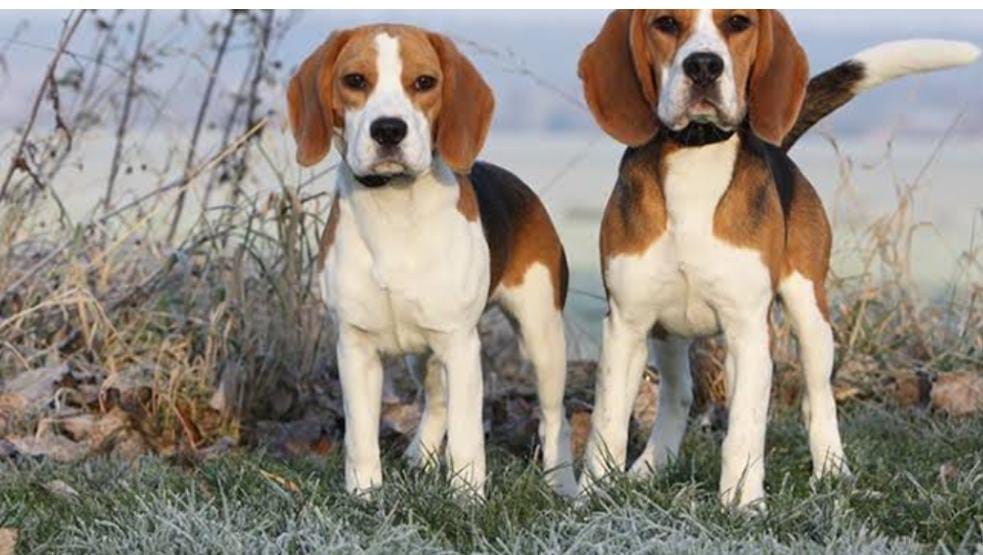 dog breed Object Detection Dataset and Pre-Trained Model by Adisha