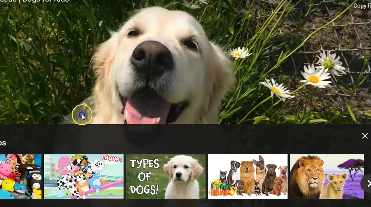 Dog Breed Detection Object Detection Dataset and Pre-Trained Model by Adisha