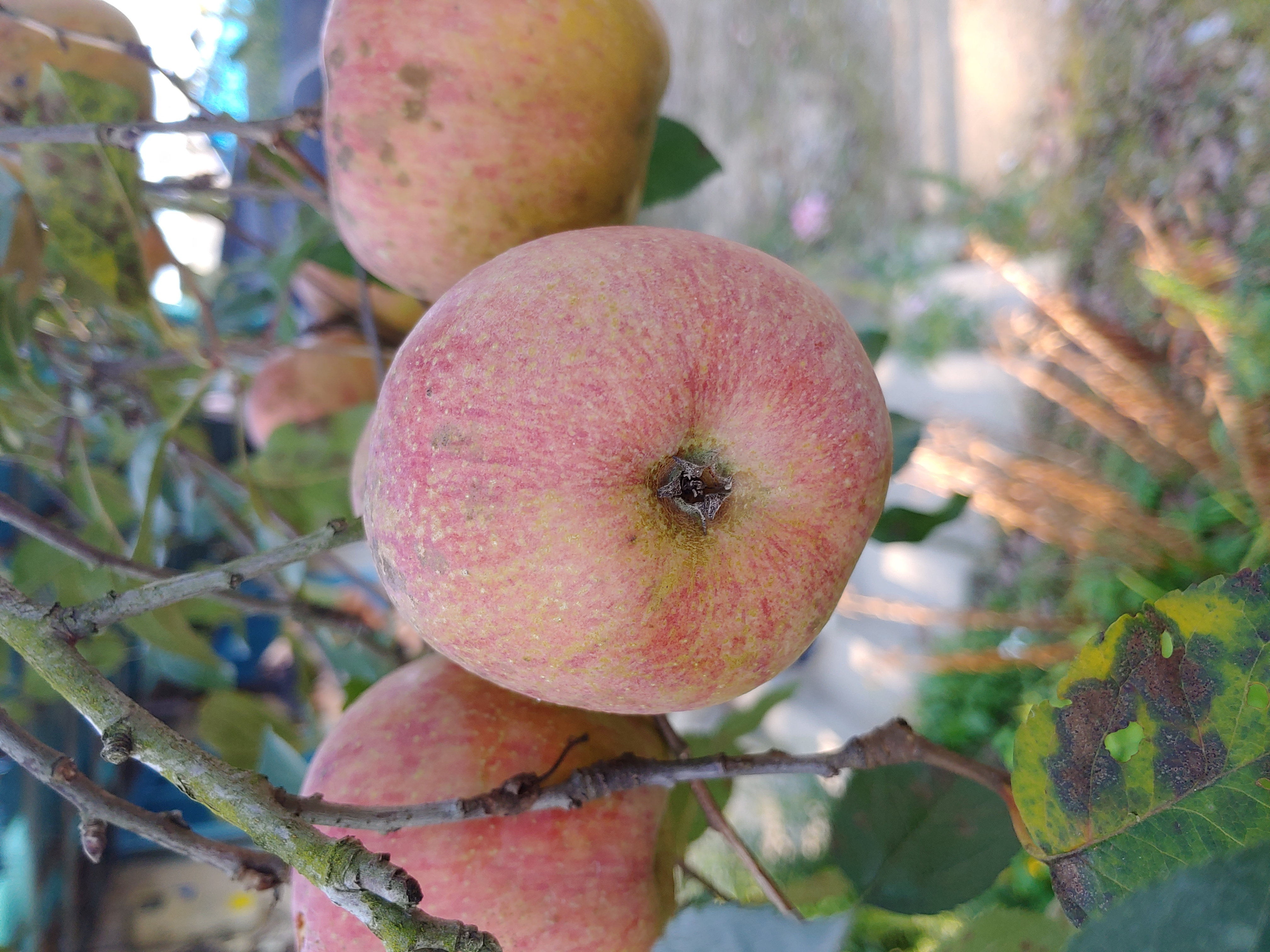 Rotten Apple Detection Object Detection Dataset By Capstone