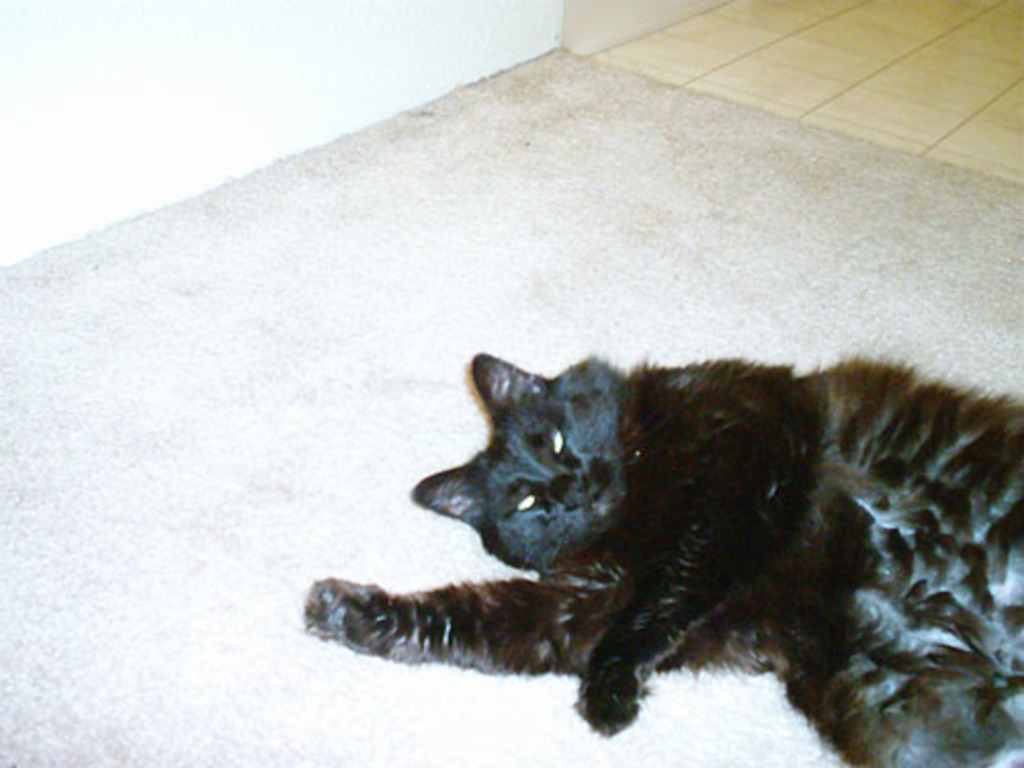 cat-dog-detection Object Detection Dataset by foo