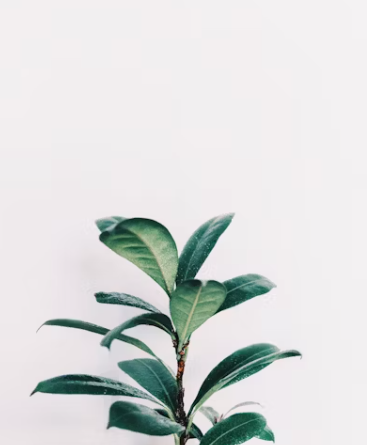 Types of Plants Object Detection Model by Object Detection Plants