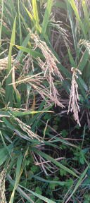 rice harvesting Object Detection Dataset by madras institute of technology