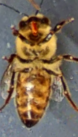 varroadetection Object Detection Model by Bee