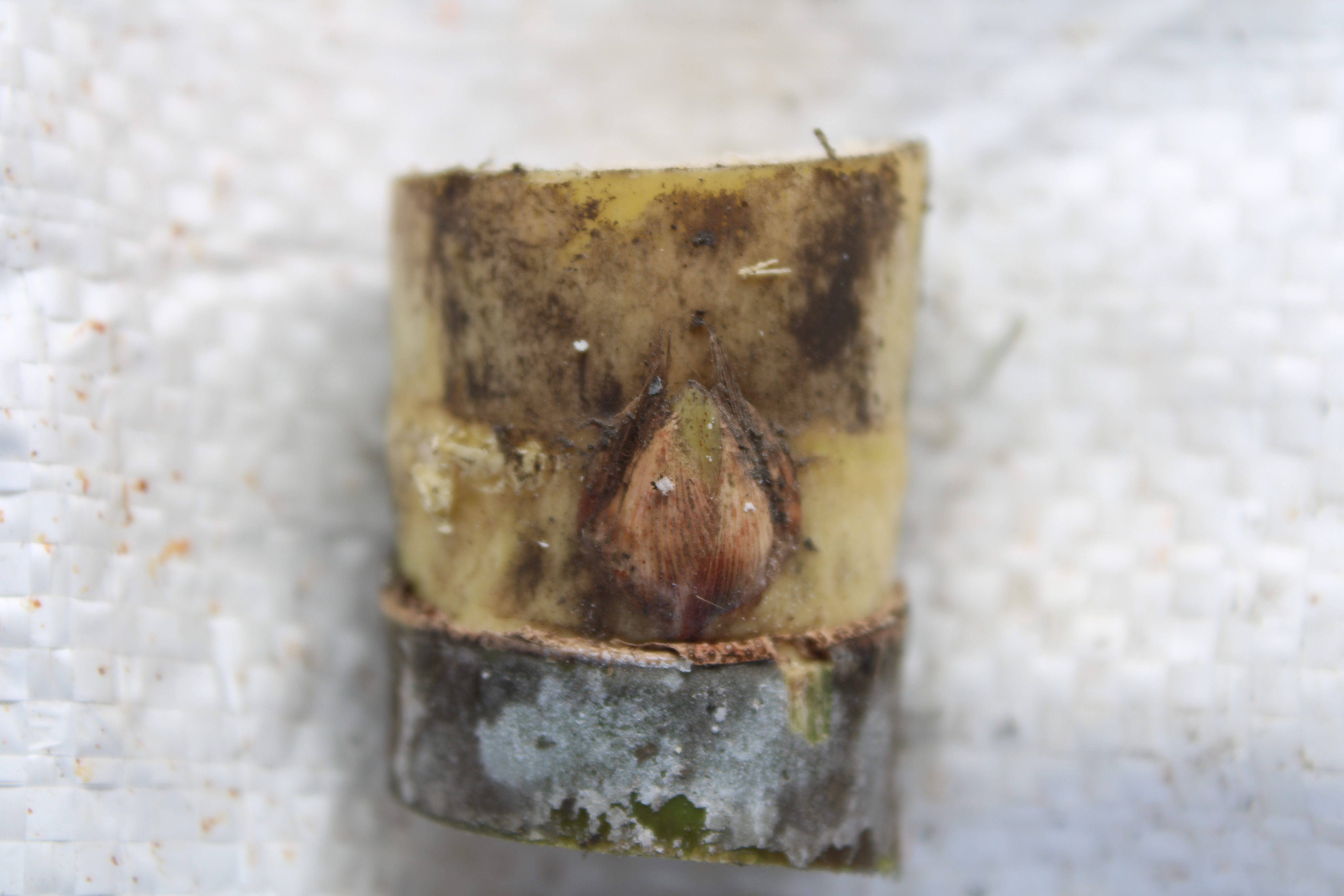 Sugarcane Eye Detection Object Detection Dataset And Pre Trained Model By Megaproject