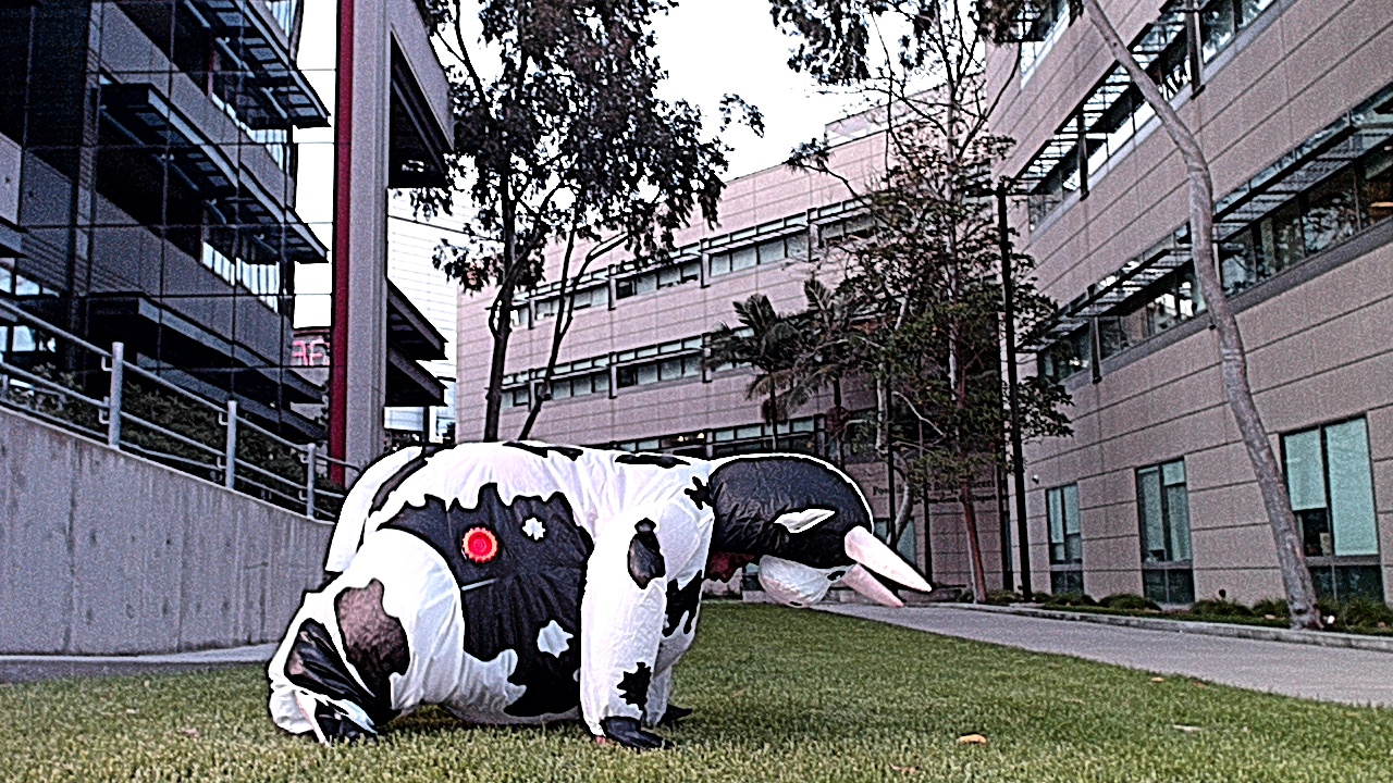Cow Detection Object Detection Dataset And Pre Trained Model By Dsc 190 Aks