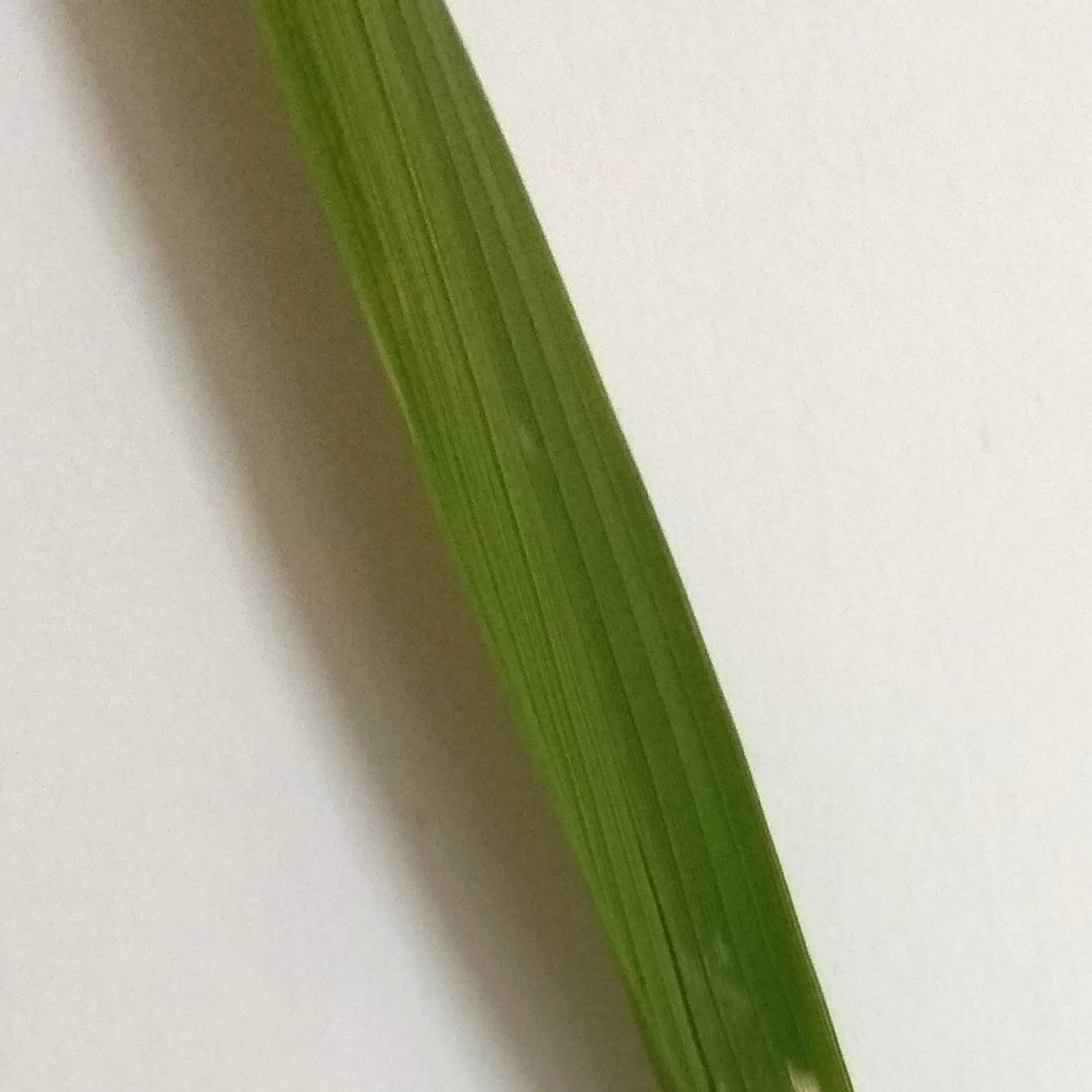 Penyakit Padi Classification Model by esp32cam