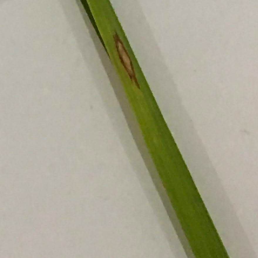 v2 Object Detection Dataset and Pre-Trained Model by esp32cam