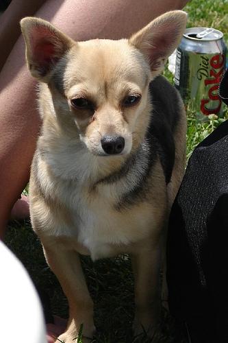 dog part1 - Roboflow Universe