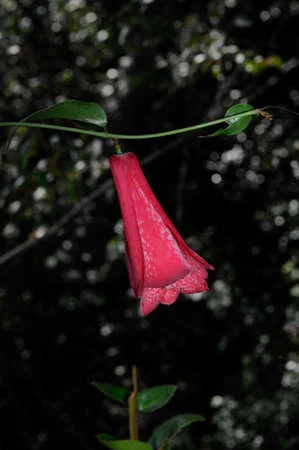 Flores Nativas estándar Classification Dataset by Dataset