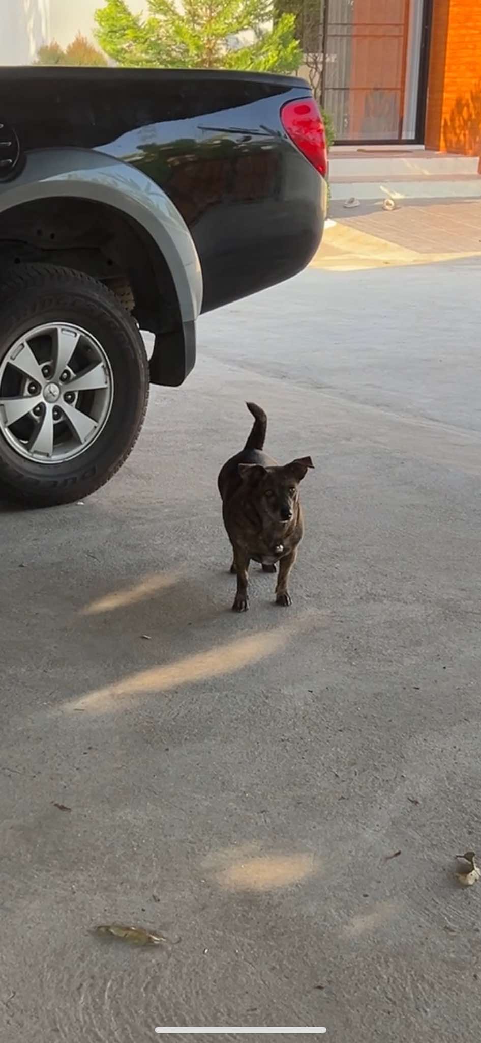 Animals Object Detection Model by toey